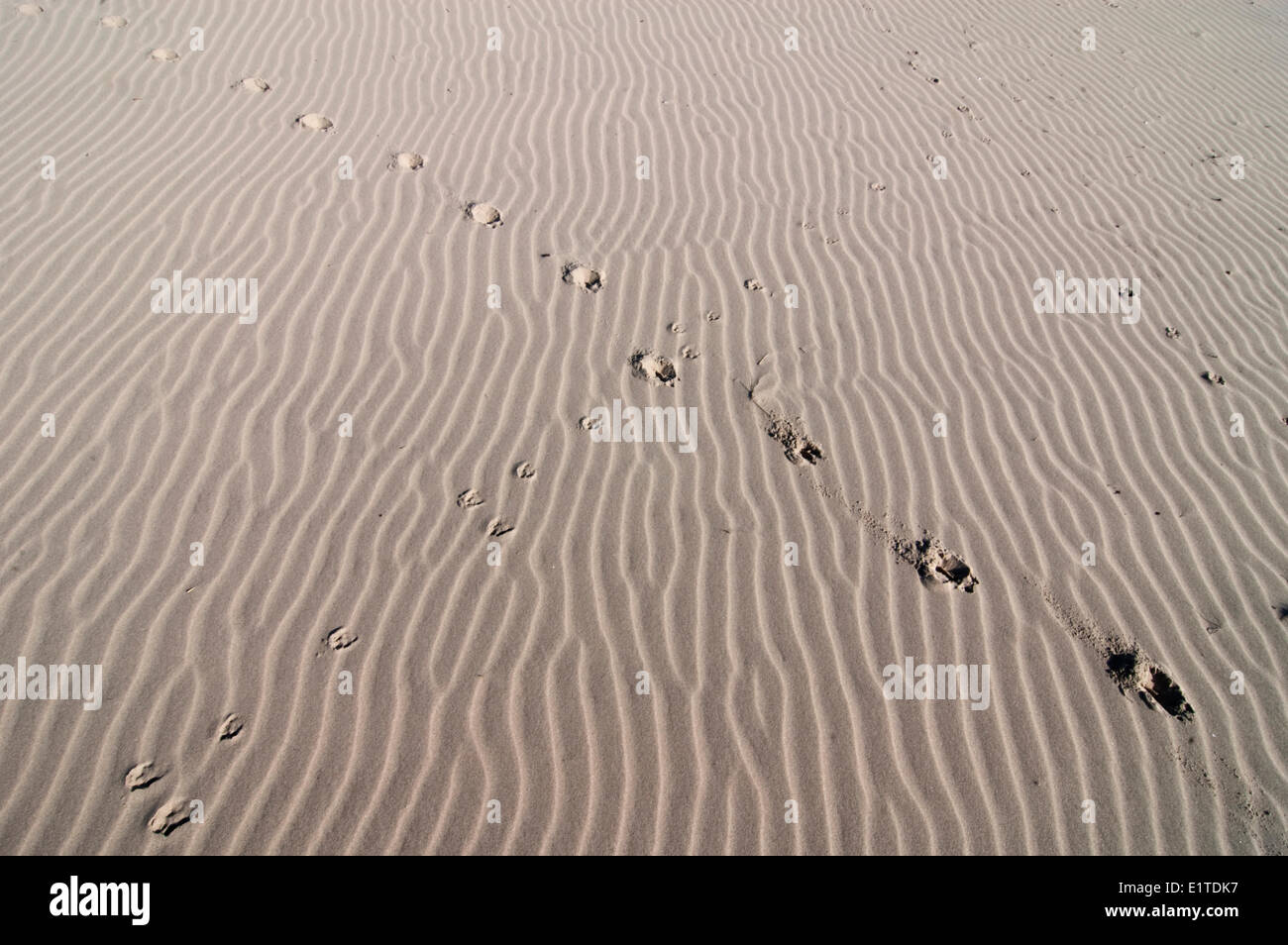 Rabbit crossing hi-res stock photography and images - Alamy