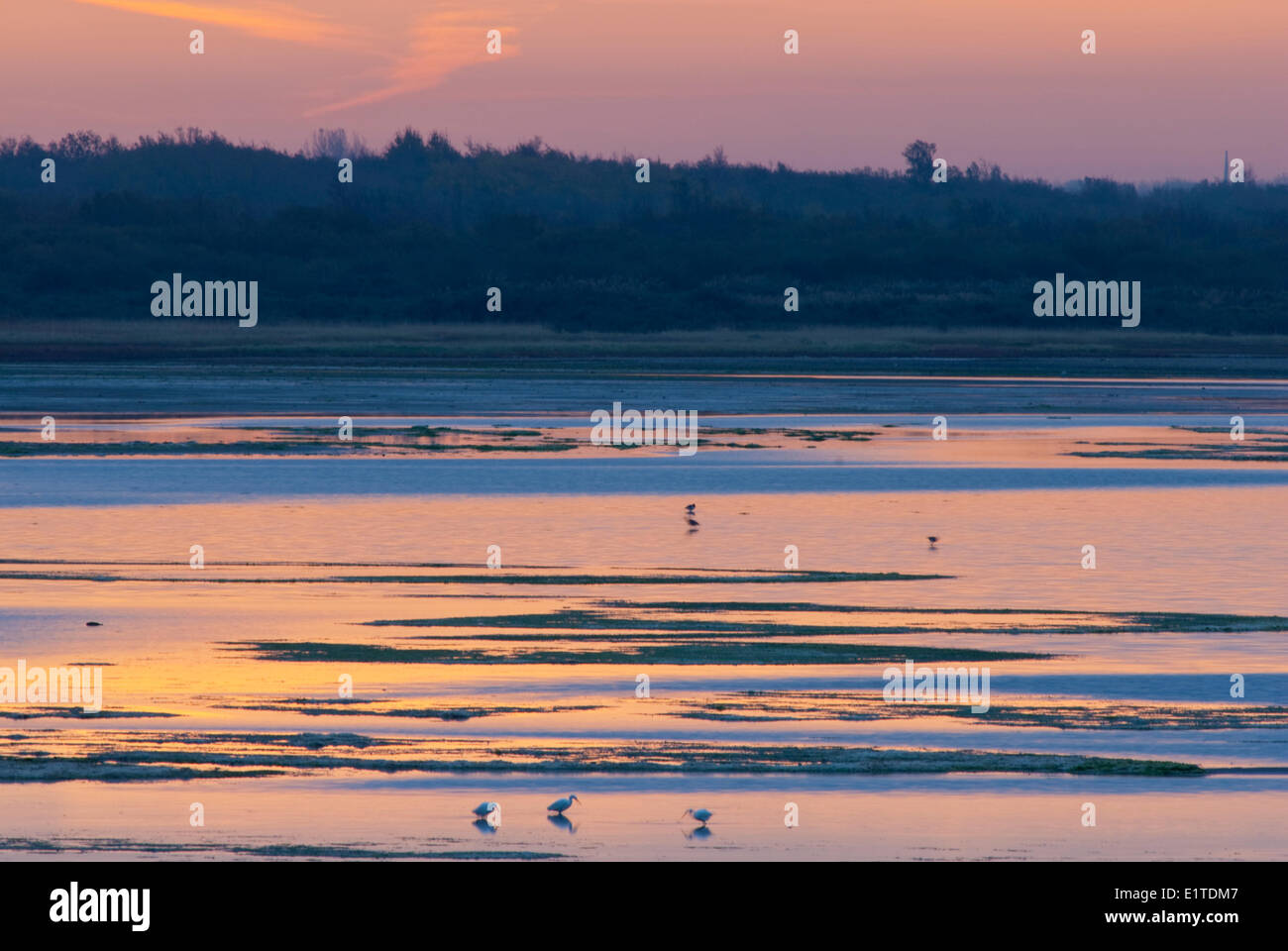 the grevelingen lake in the Dutch delta during sunrise with foraging ...