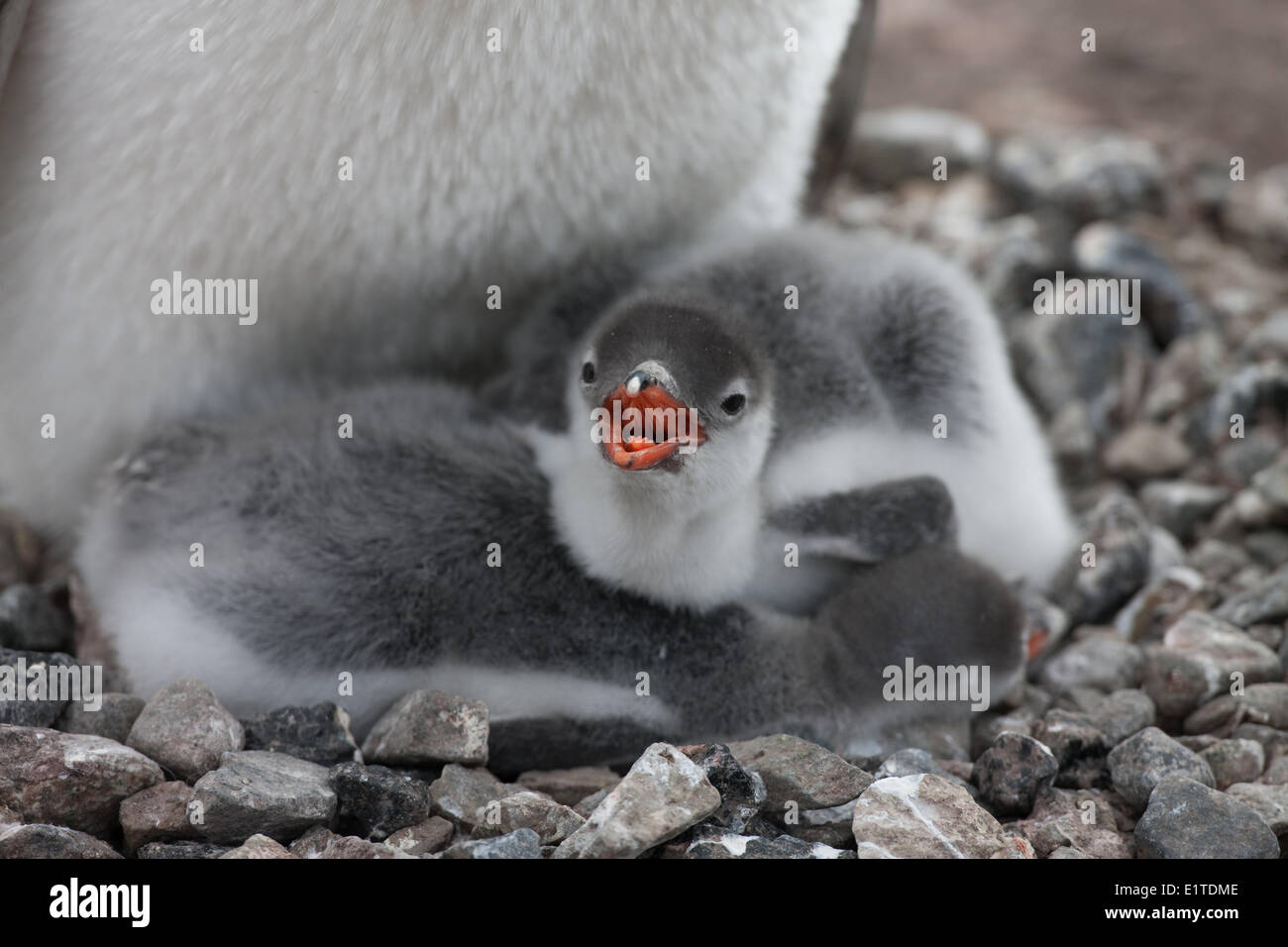 Penguin egg tooth hi-res stock photography and images - Alamy