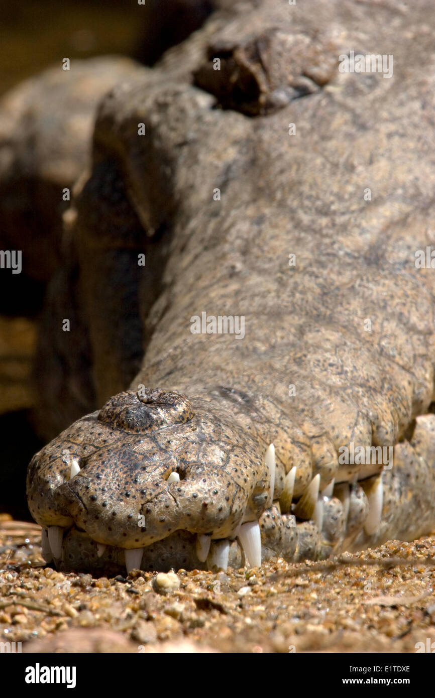 Crocodylus johnsoni, Johnson's crocodile Stock Photo - Alamy