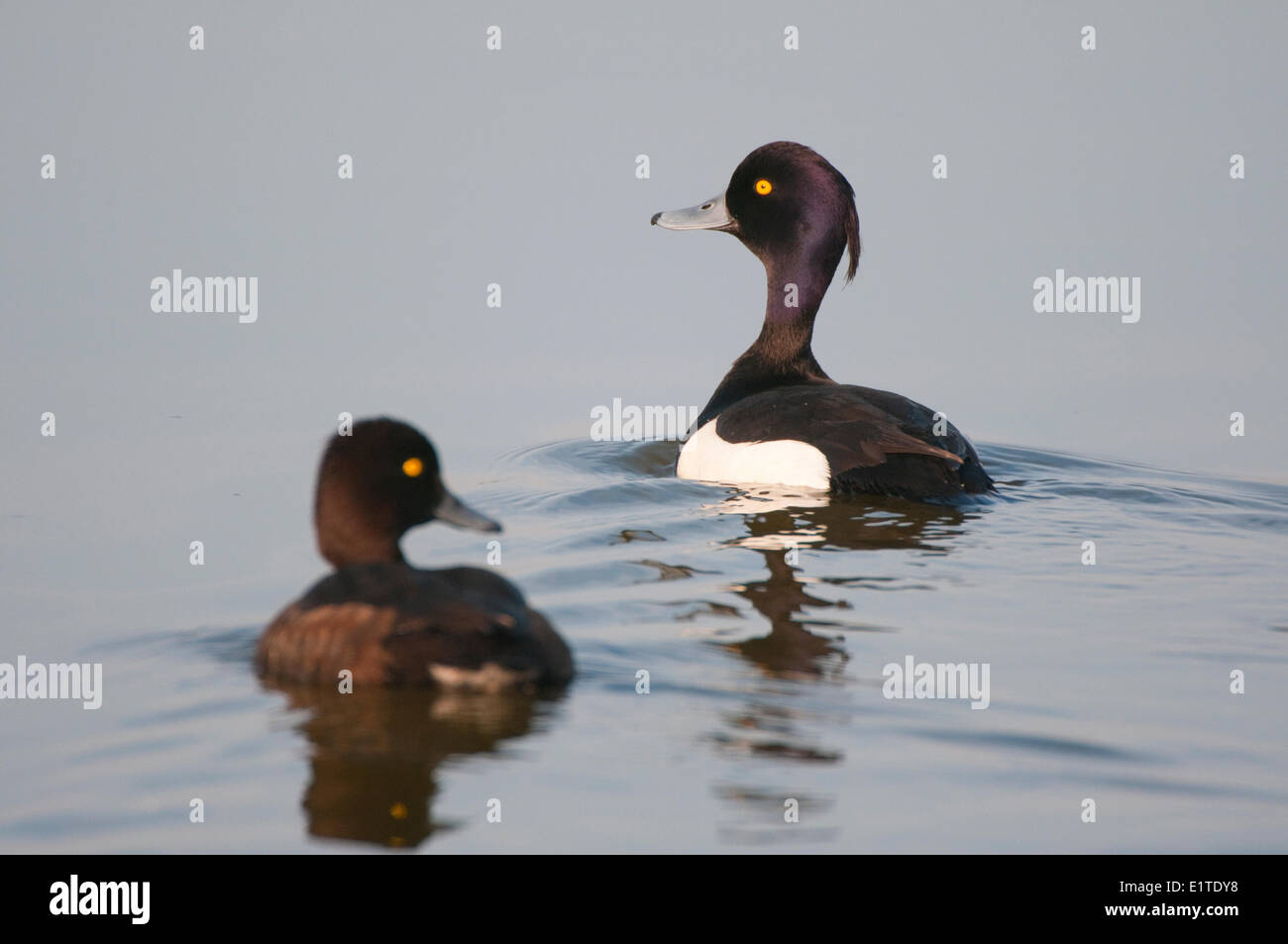 tufted ducks in the Netherlands Stock Photo - Alamy