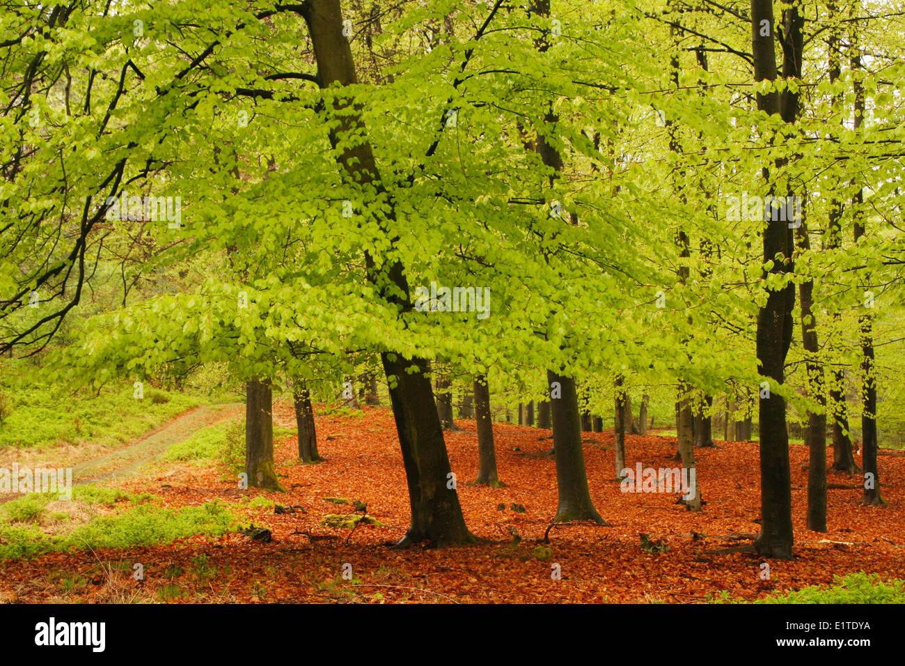 Beechforest hi-res stock photography and images - Alamy