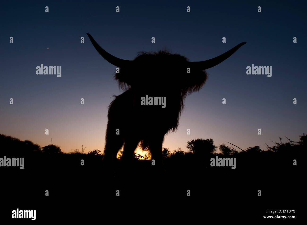 Highland cow silhouette hi-res stock photography and images - Alamy