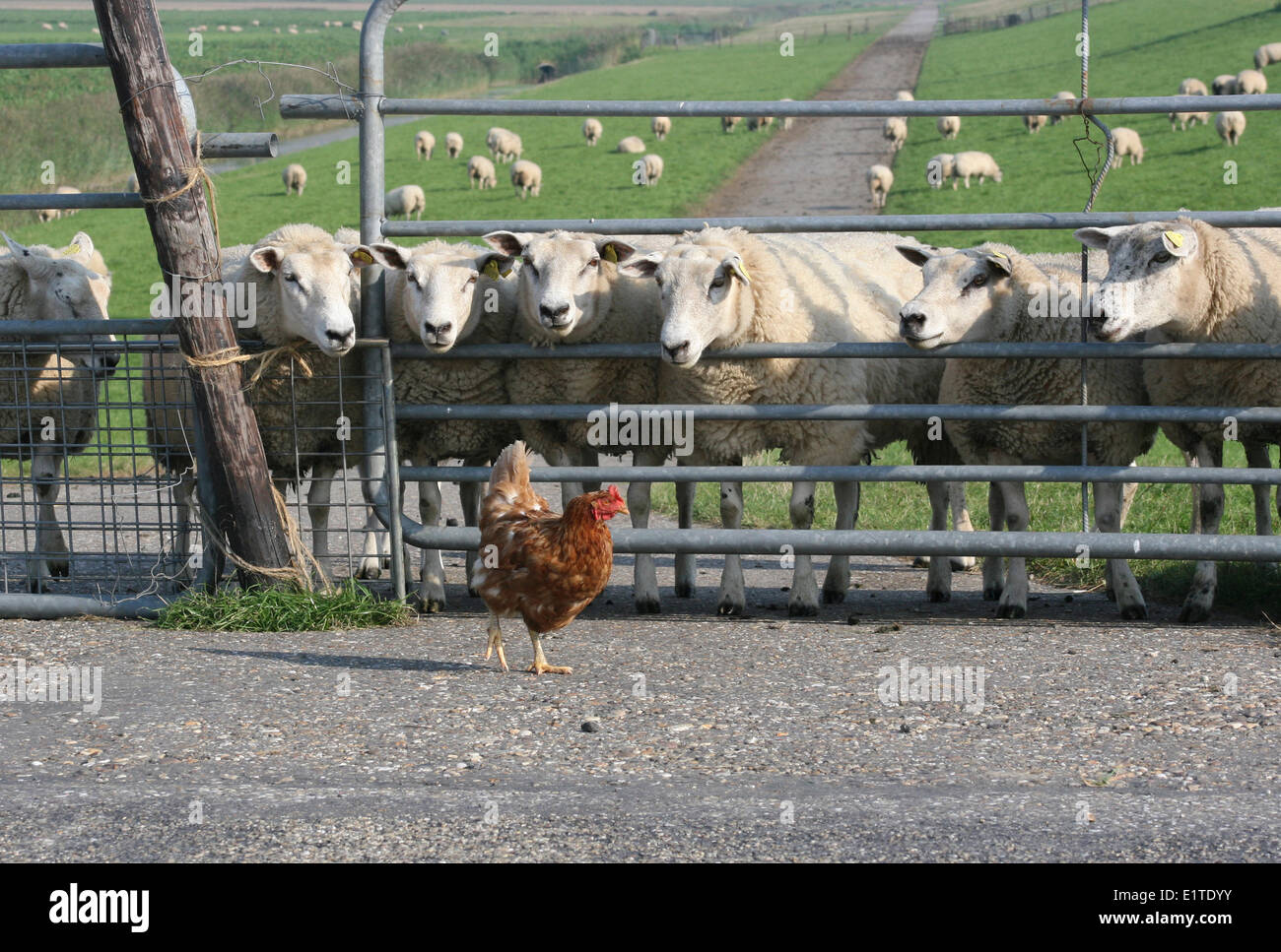 Sheep chicken hi-res stock photography and images - Alamy