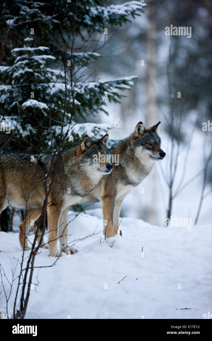 Wolf pack snow hi-res stock photography and images - Alamy