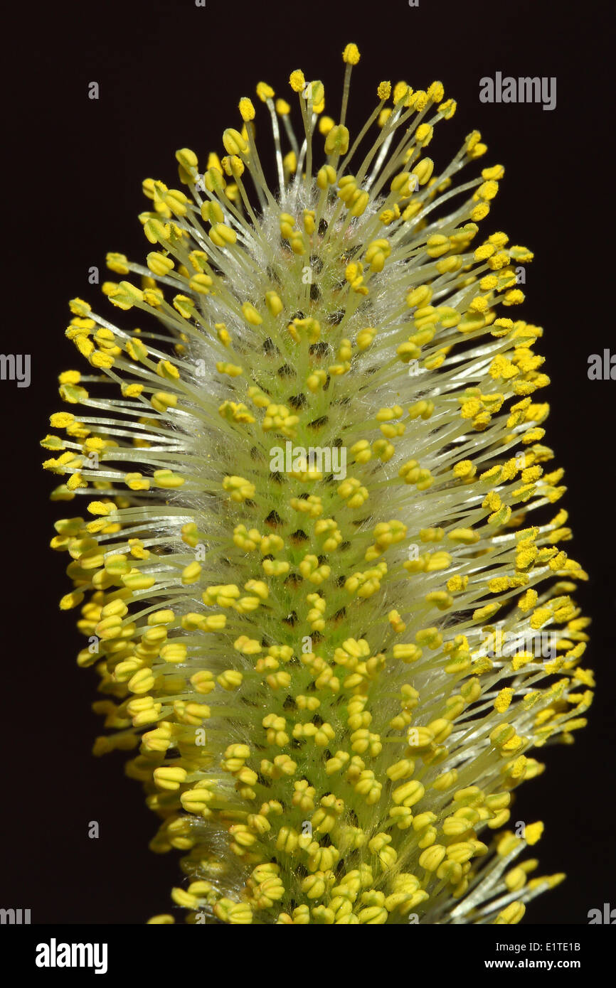 close-up lateral view of flowering male catkin Stock Photo - Alamy