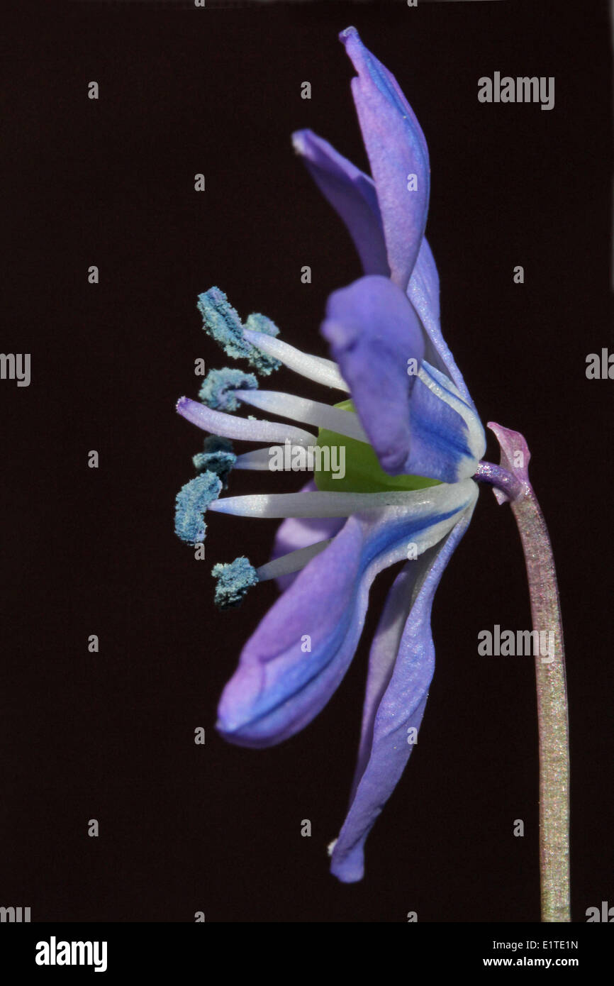 close-up lateral view of flower Stock Photo - Alamy