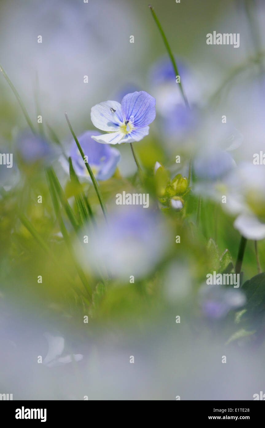 Slender Speedwell Veronica Filiformis High Resolution Stock Photography ...
