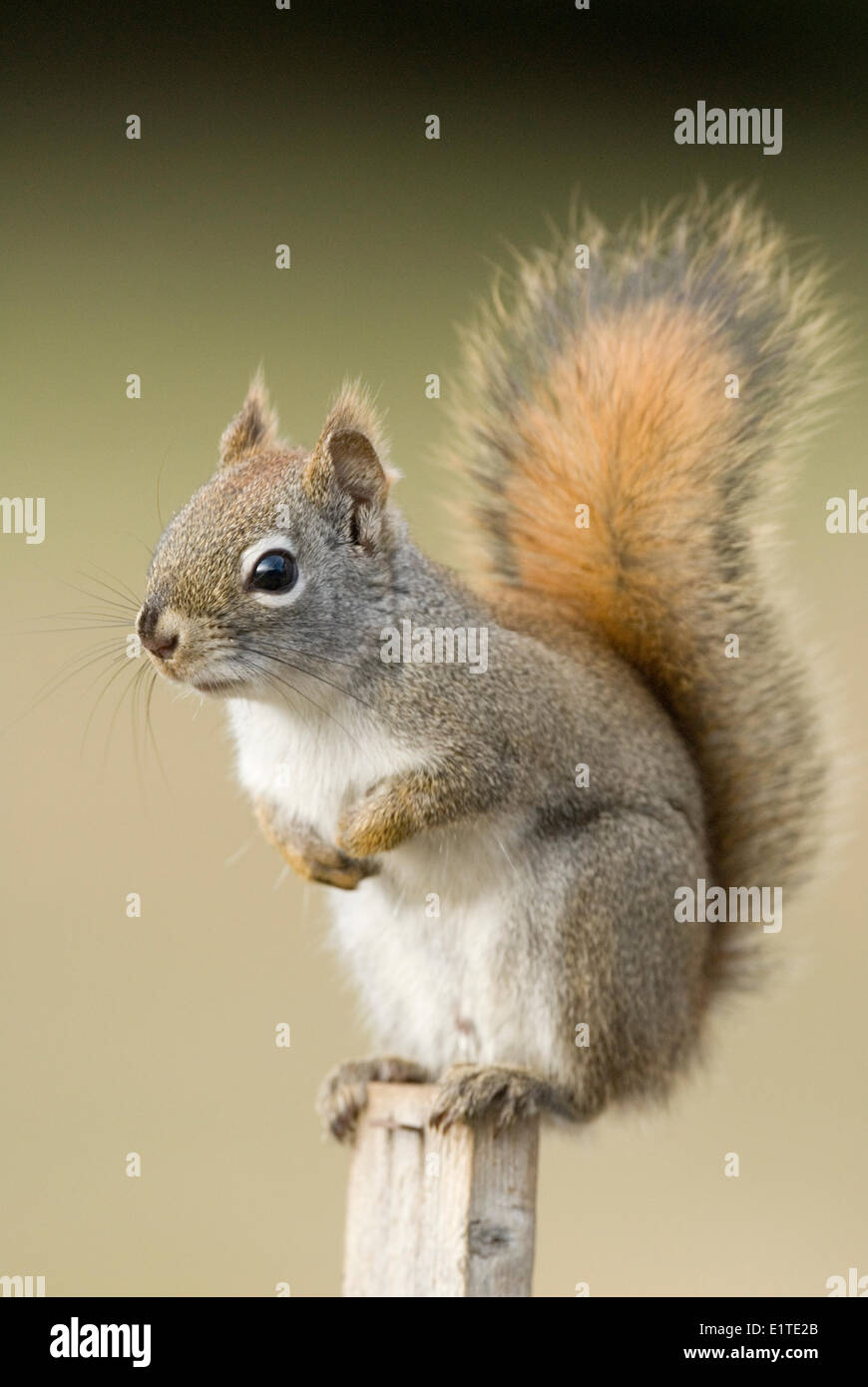 Hudson squirrel hi-res stock photography and images - Alamy