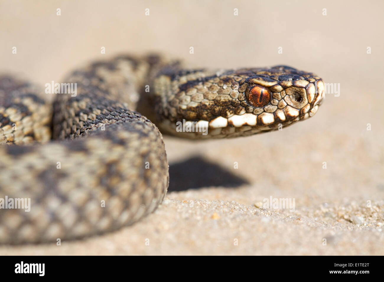 Female adder close up hi-res stock photography and images - Alamy