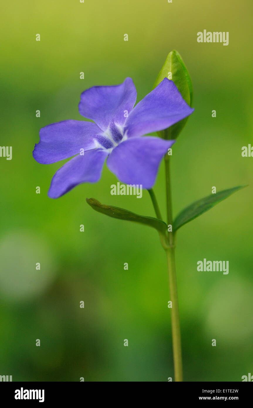 Flowering Dwarf Periwinkle on the forestground Stock Photo - Alamy