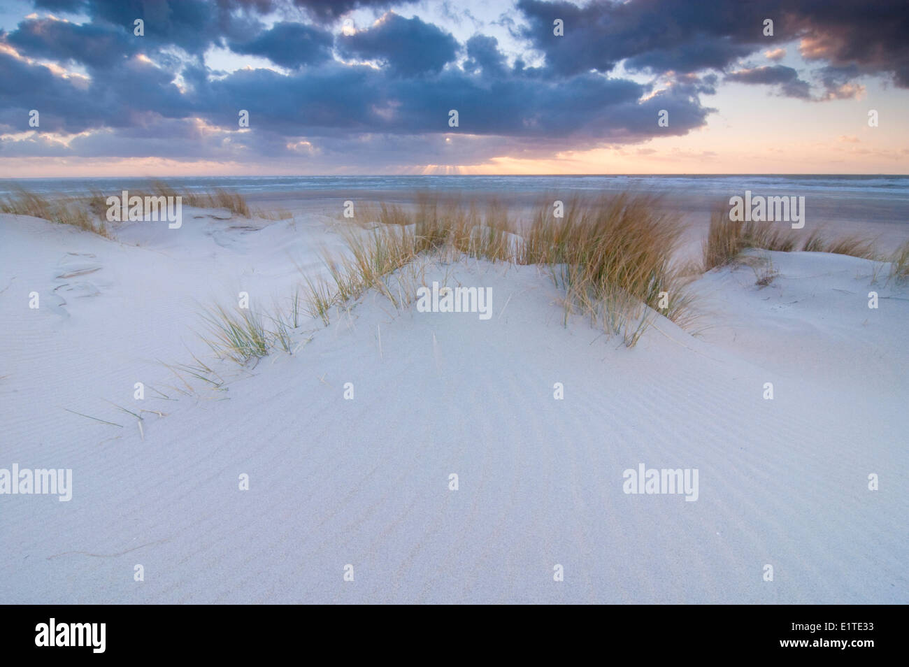 Beach carnation hi-res stock photography and images - Alamy