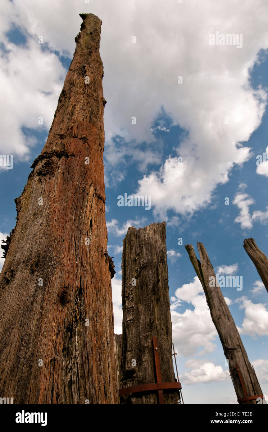 Old oak wood Stock Photo - Alamy