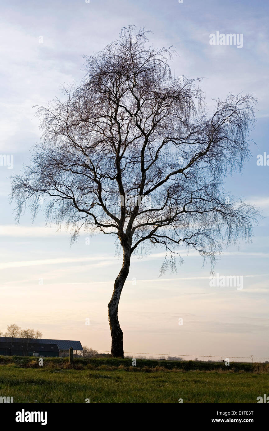 Birch side hi-res stock photography and images - Alamy