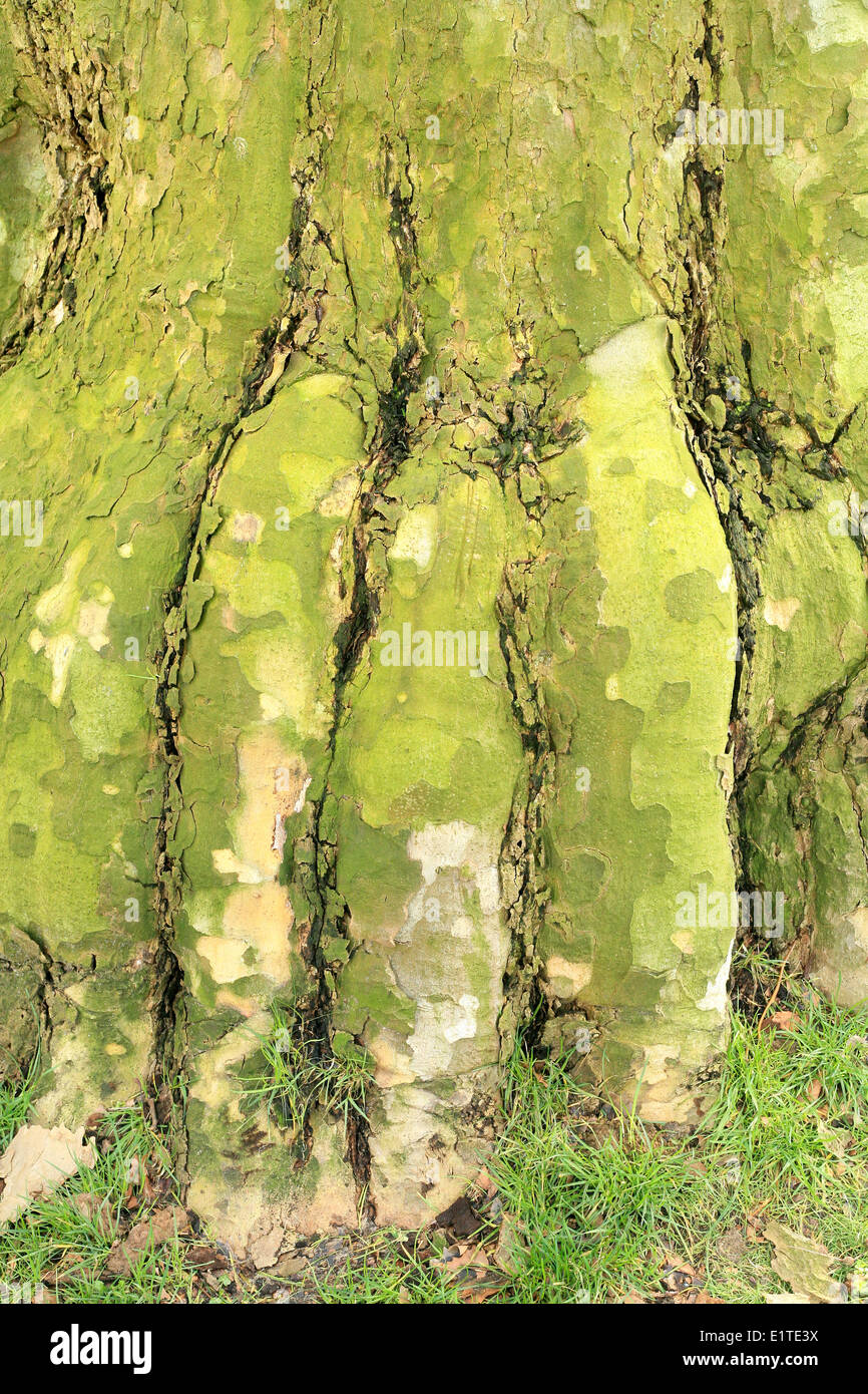 American plane tree hi-res stock photography and images - Alamy