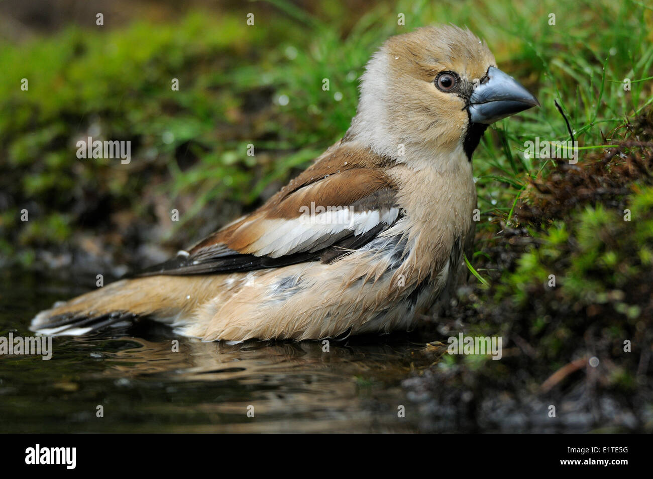 Avian animal bathing pool hi-res stock photography and images - Alamy