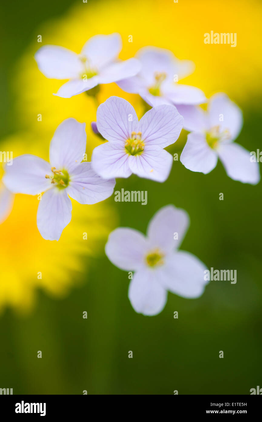 Cuckoo carnation hi-res stock photography and images - Alamy