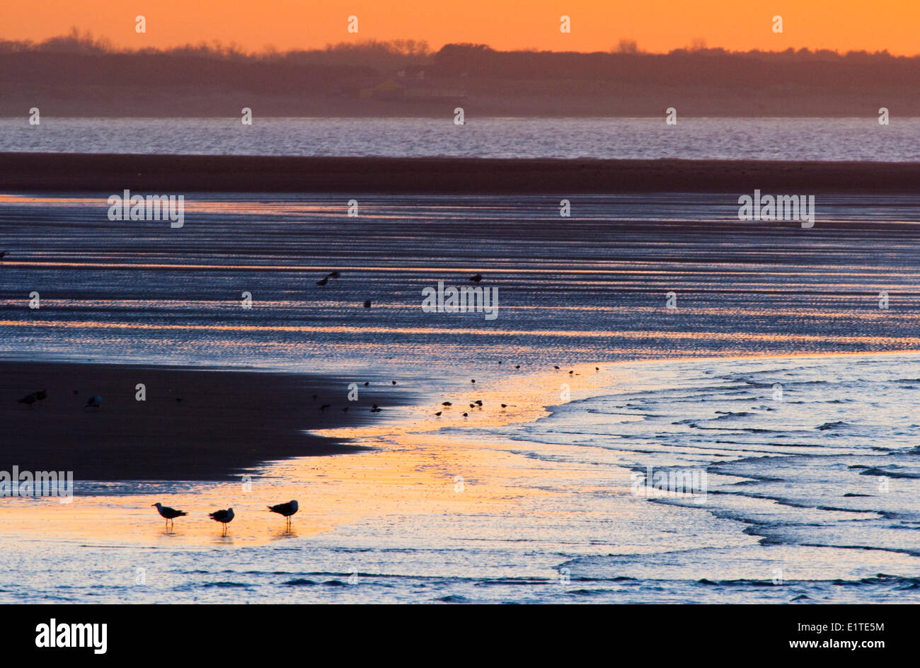 birds along the Dutch coast Stock Photo - Alamy