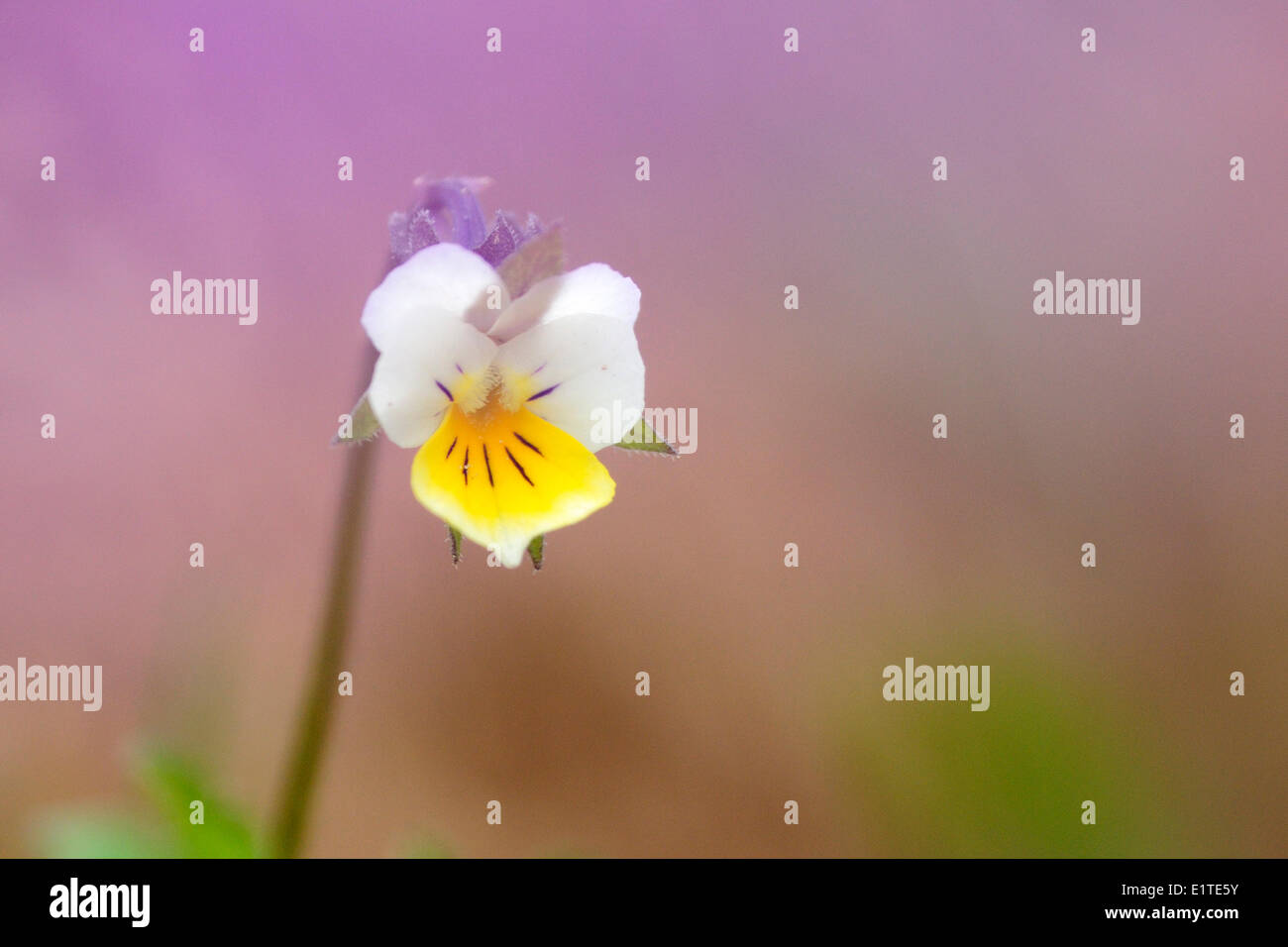 Detailed view of the flower of Field Pansy with pink background Stock ...