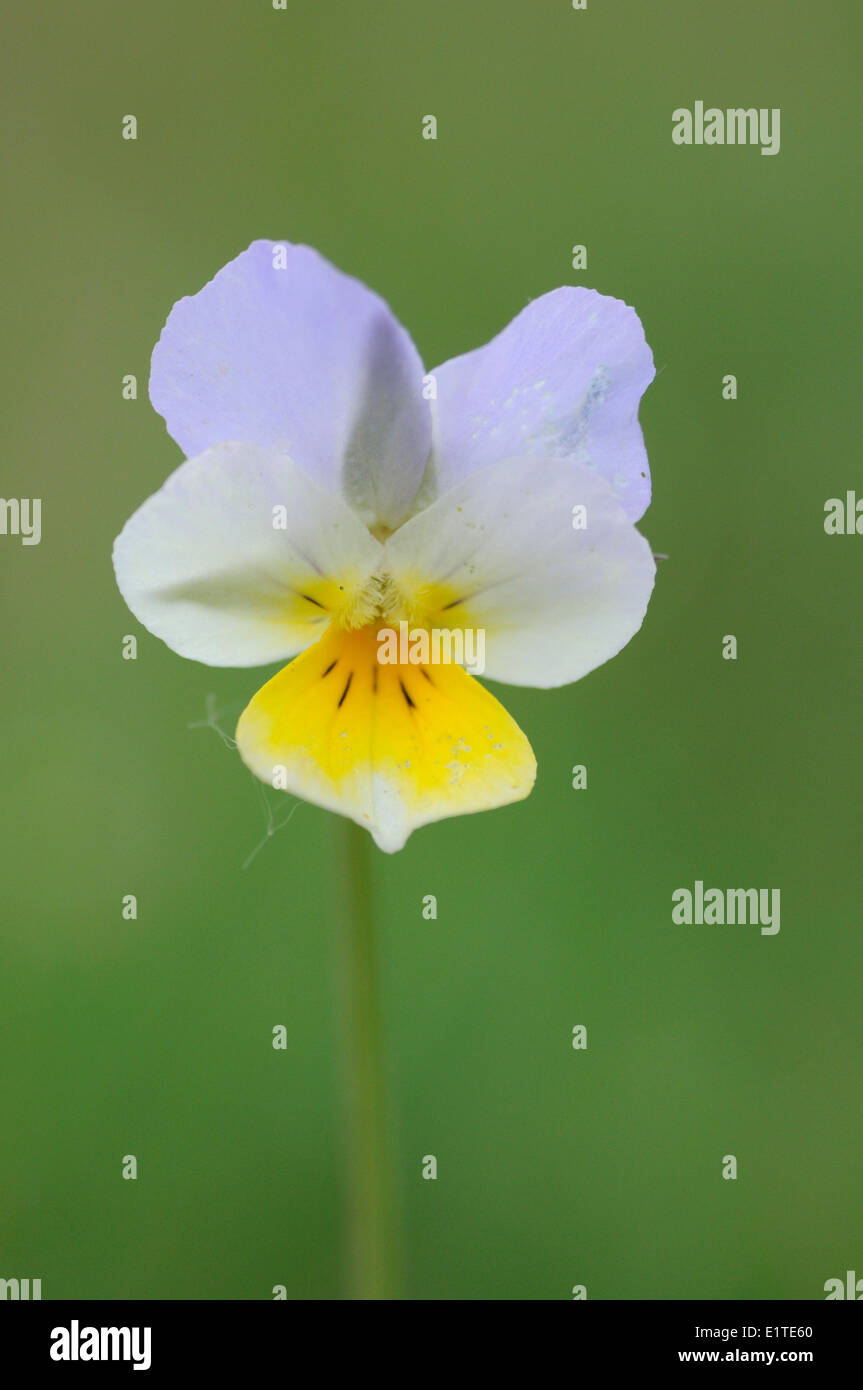 Detailed view of the flower of Field Pansy Stock Photo - Alamy