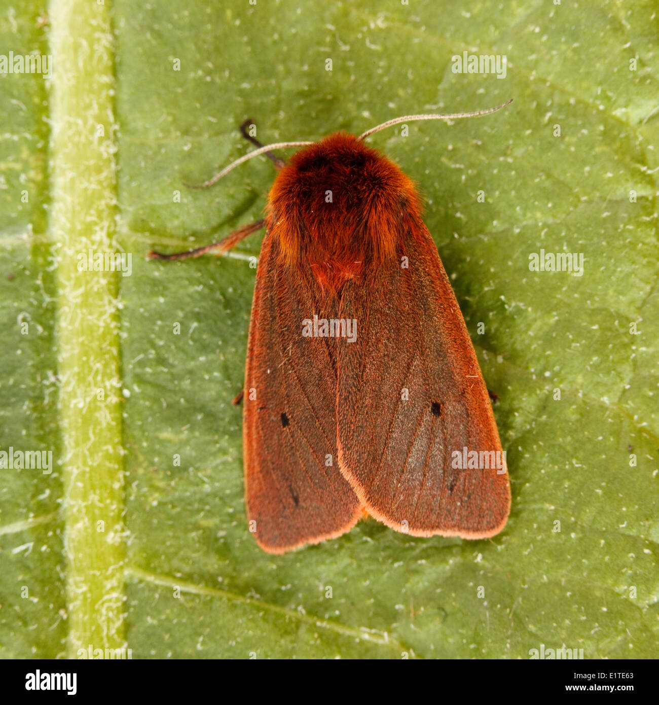 Ruby Tiger (Phragmatobia fuliginosa) resting on a green leaf Stock ...