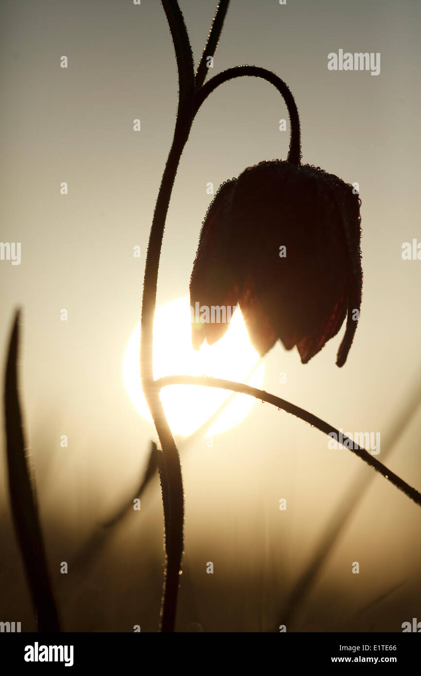 Light snakes hi-res stock photography and images - Alamy