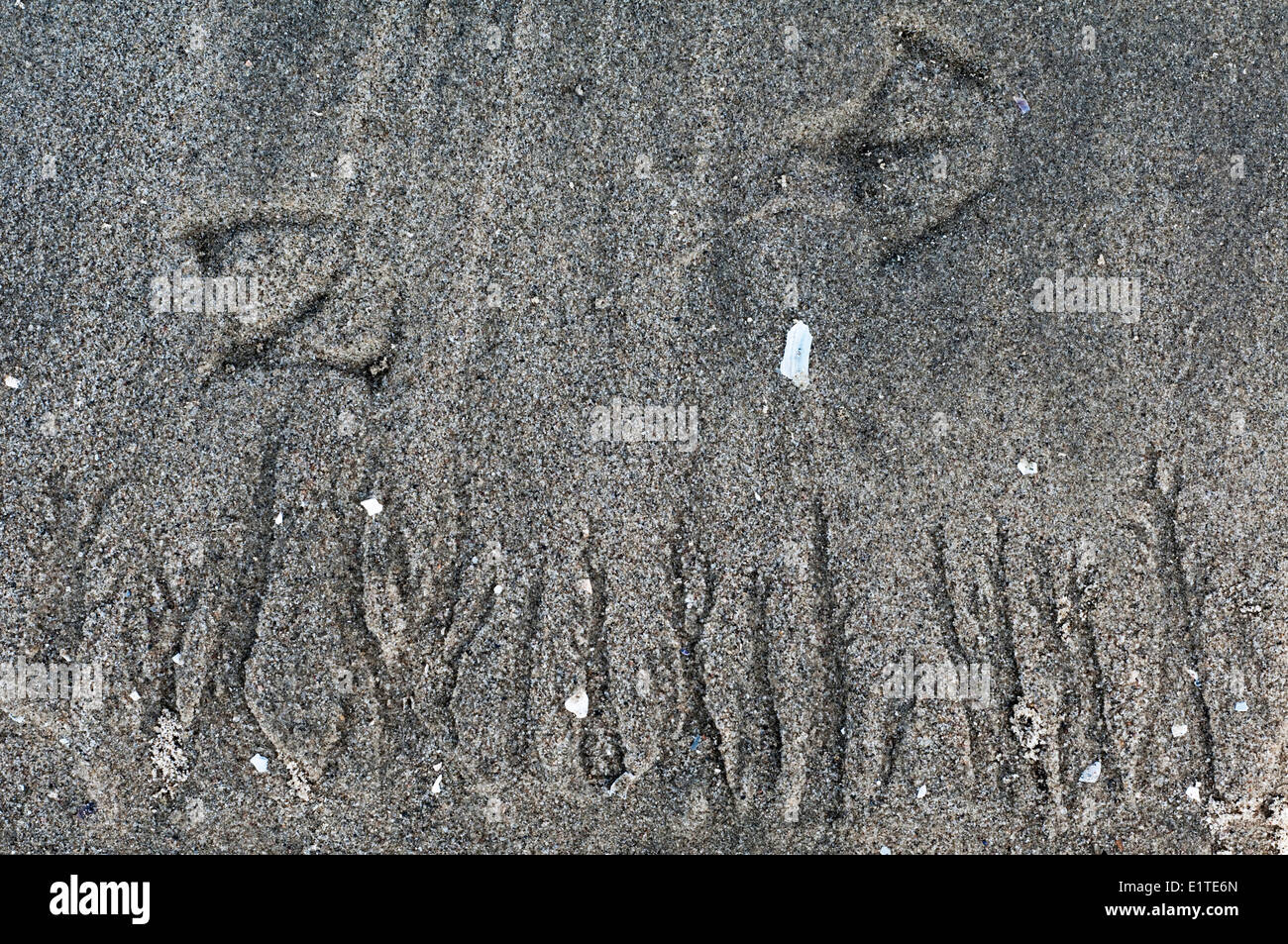 Receding tide tides tidal hi-res stock photography and images - Alamy