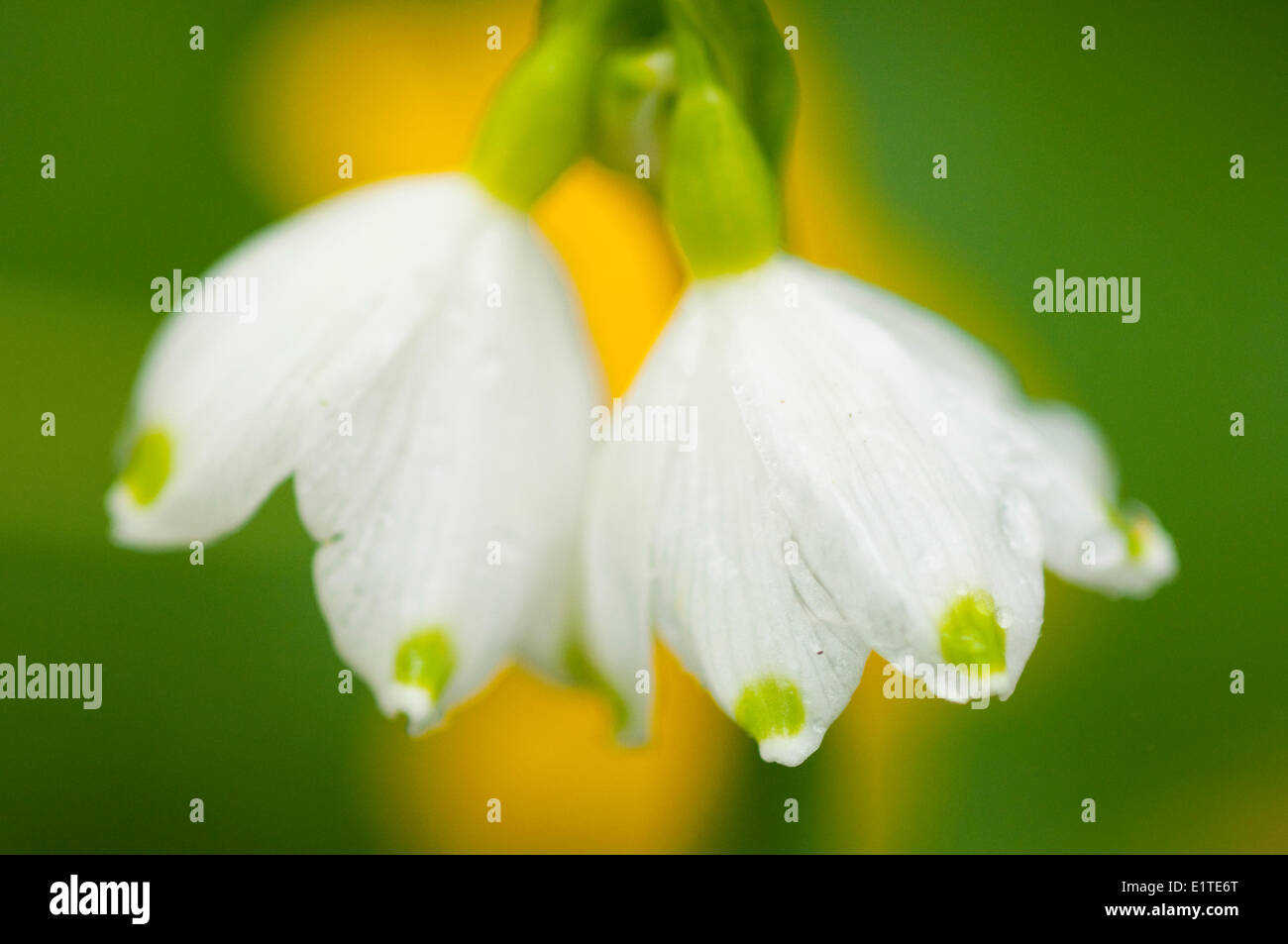 Summer Snowflakes in a tidal forest Stock Photo - Alamy