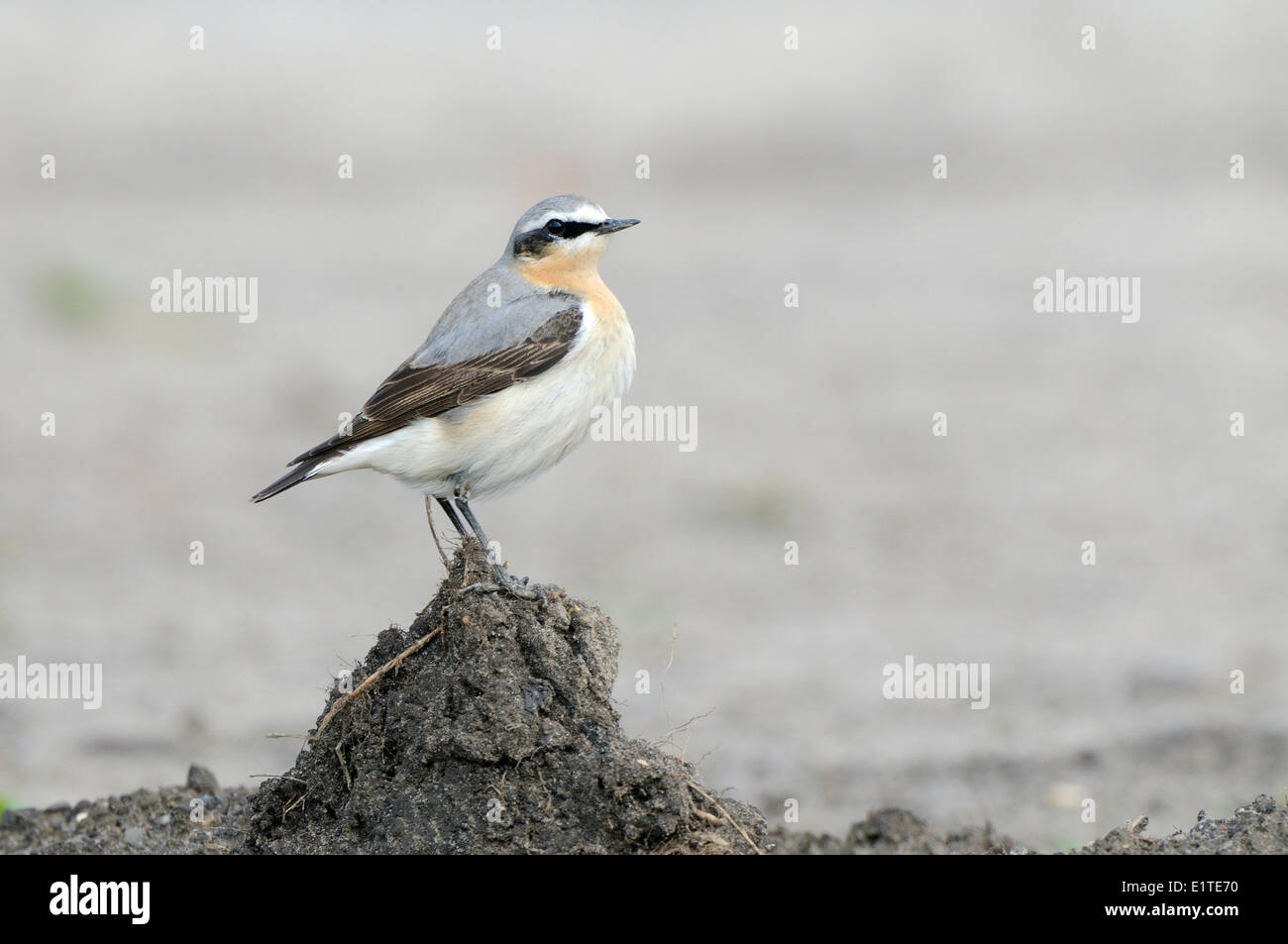 Breeding male northern wheatear hi-res stock photography and images - Alamy