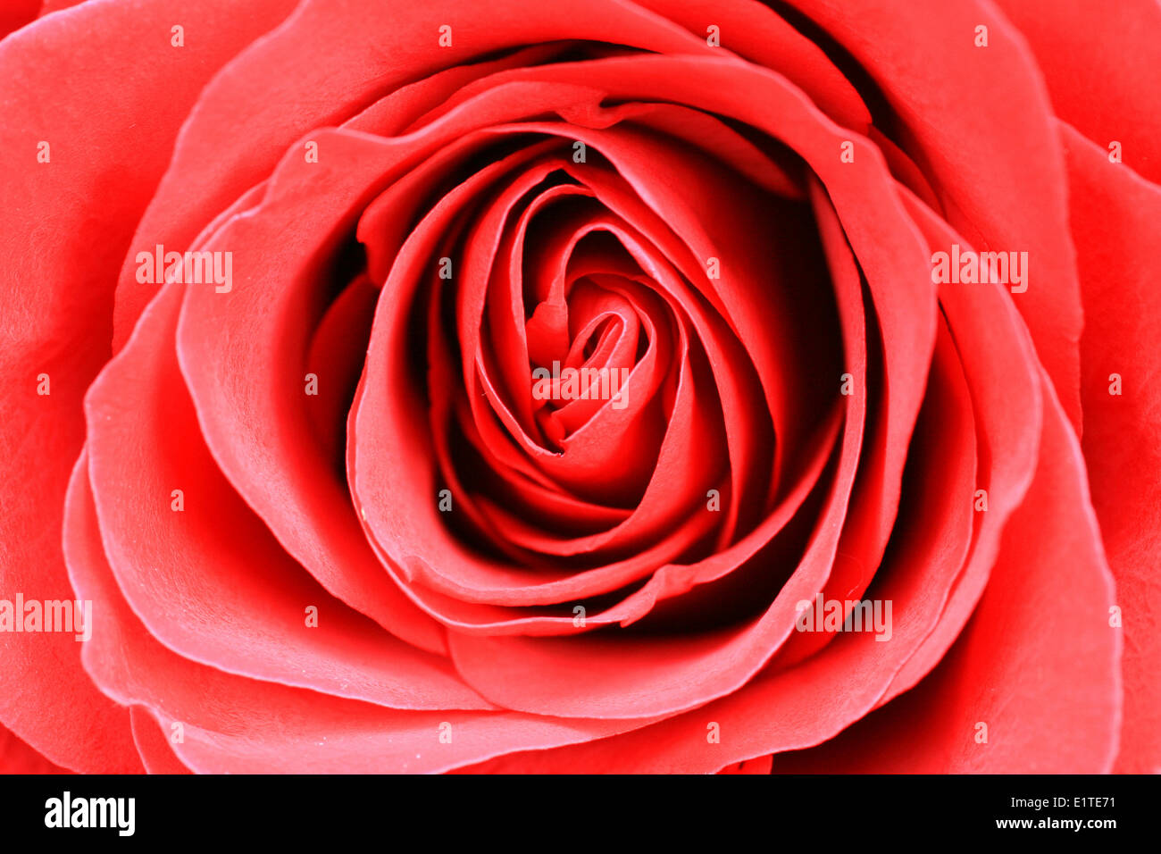 @a red rose hi-res stock photography and images - Alamy