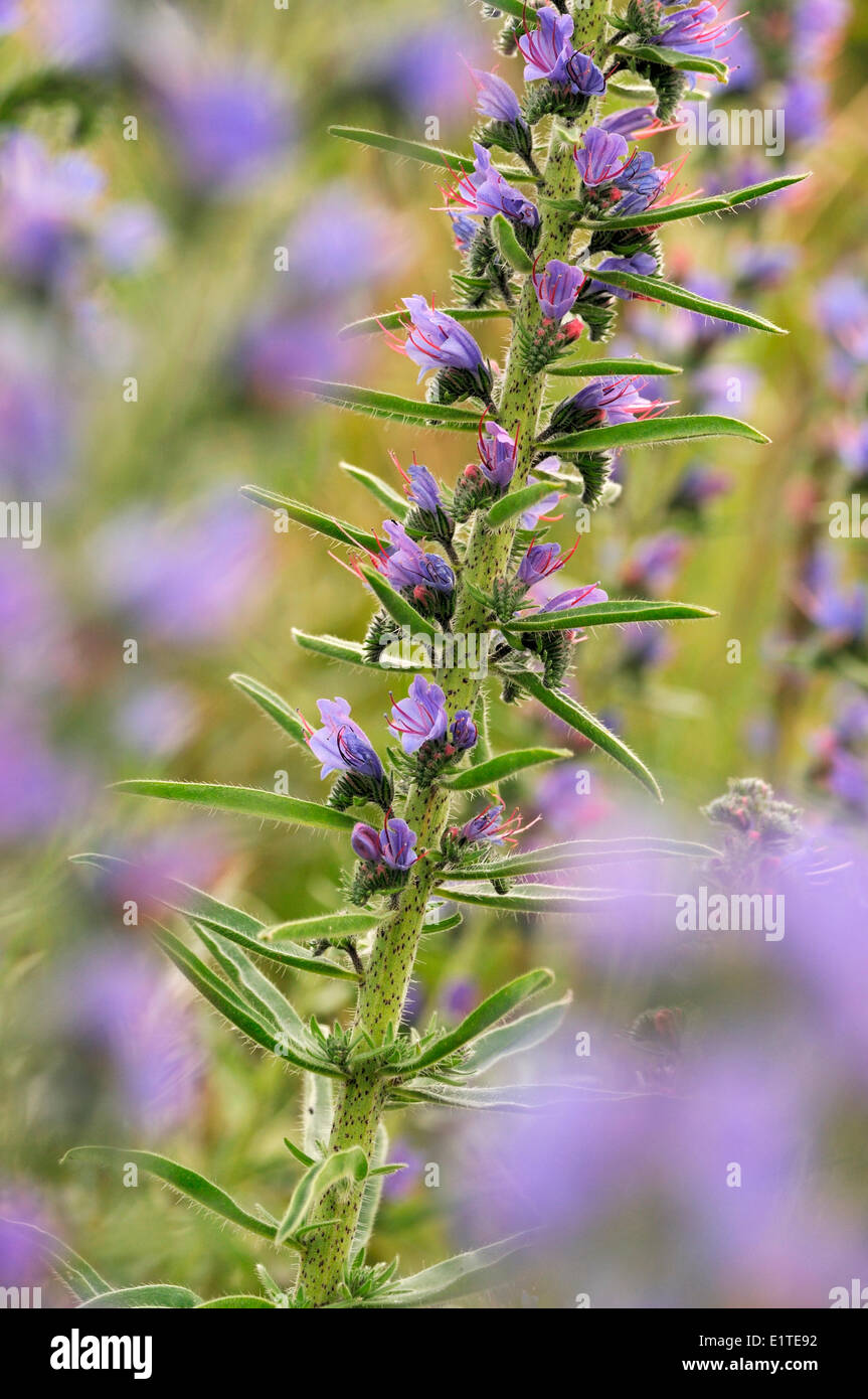 Stalk and purple blue flowers of flowering Viper's bugloss surrounded ...