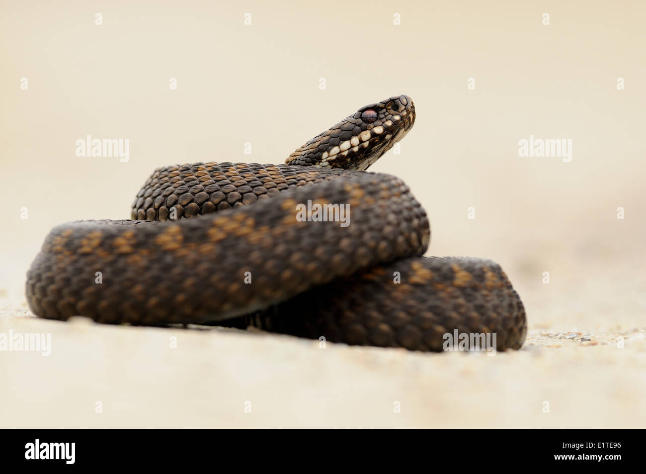 Common sand adder hi-res stock photography and images - Alamy