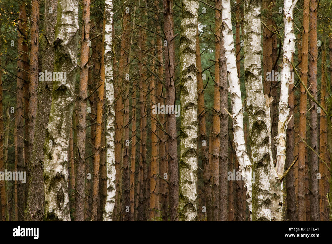 Birch trees in front of a pine forest Stock Photo - Alamy