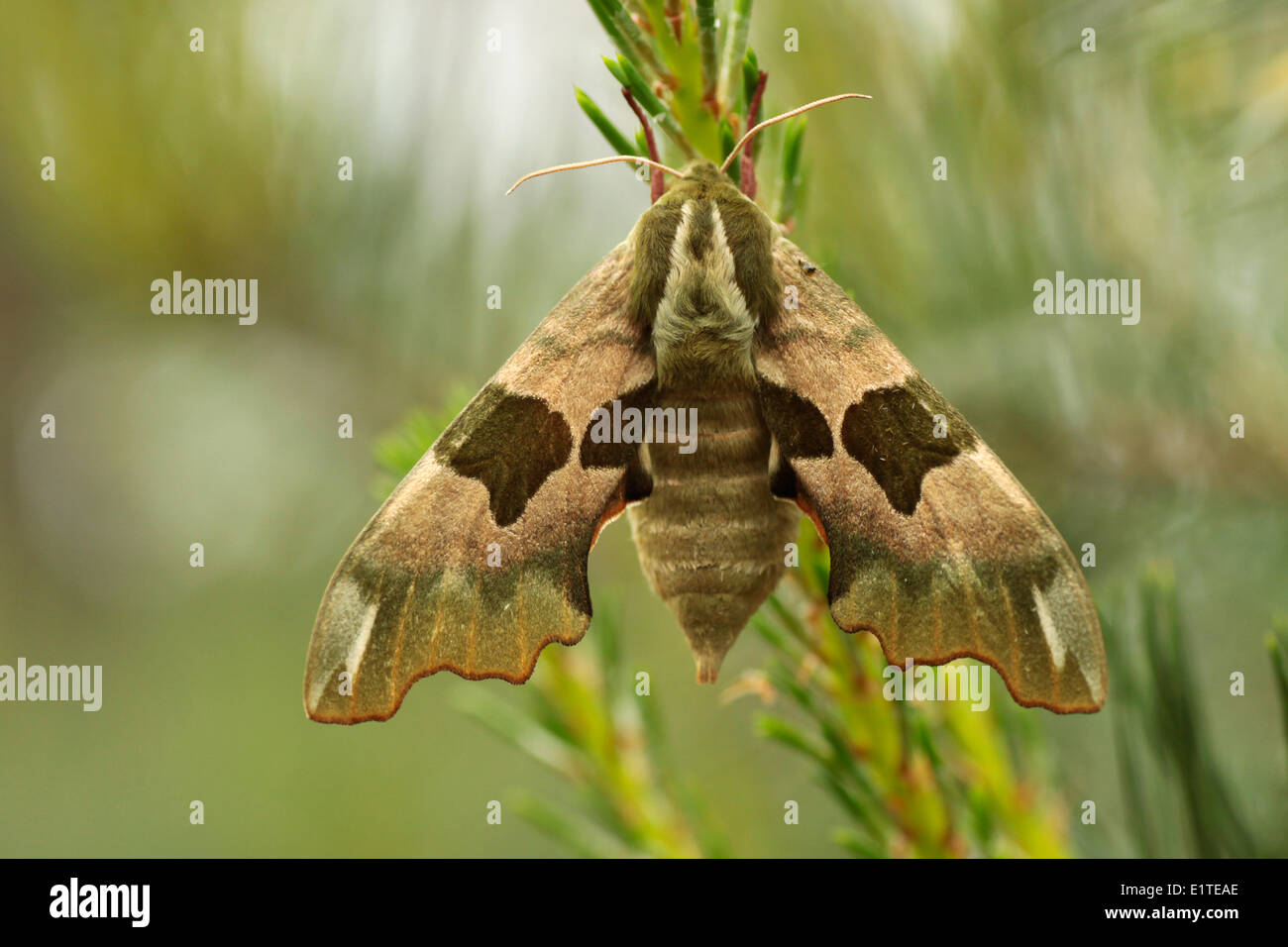 Female hawk moth hi-res stock photography and images - Alamy