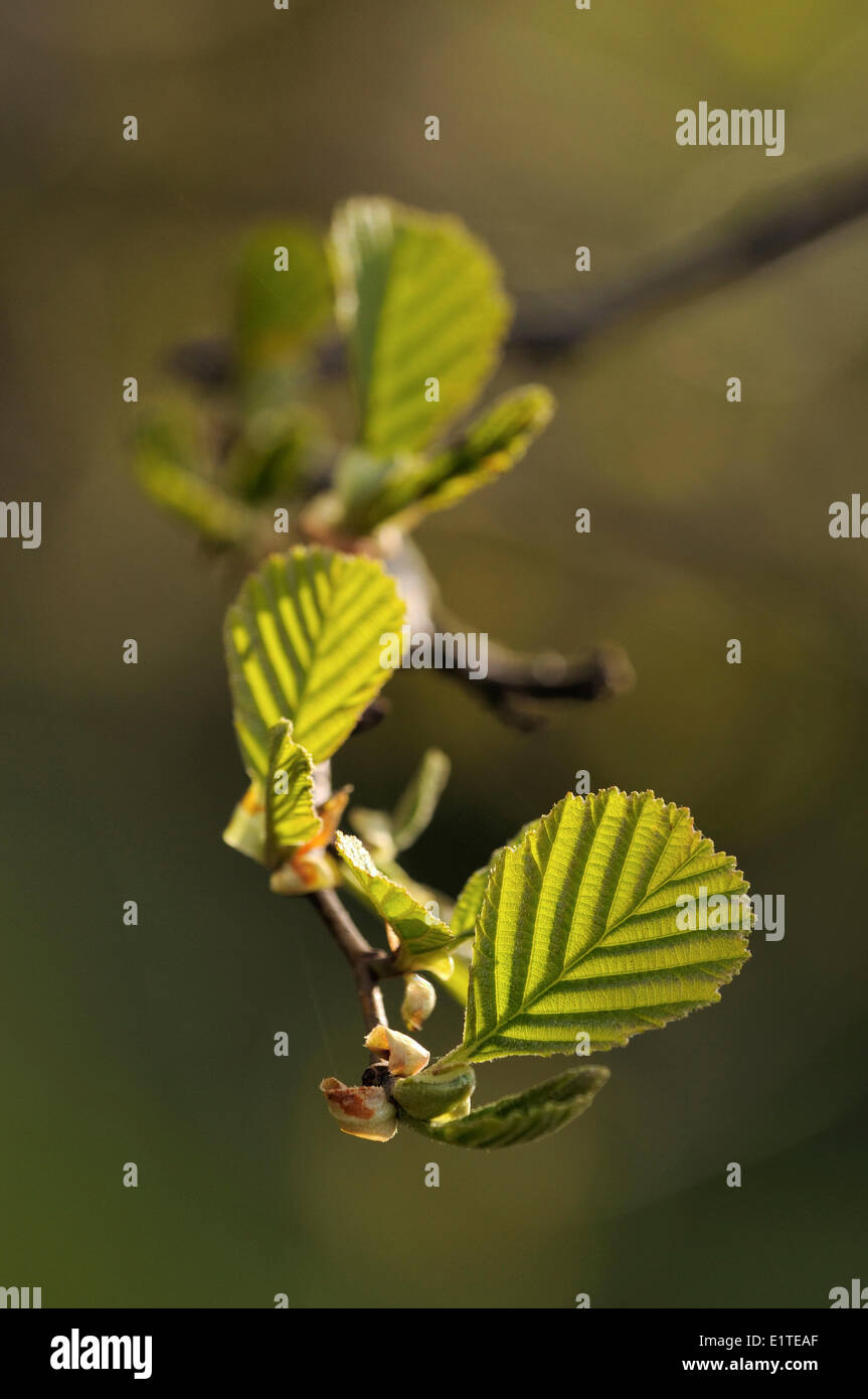 Fresh new green leaves of Common Alder in sunlight Stock Photo - Alamy