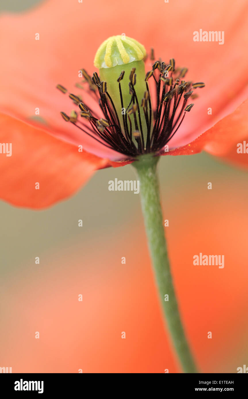 Long stalk flower hi-res stock photography and images - Alamy