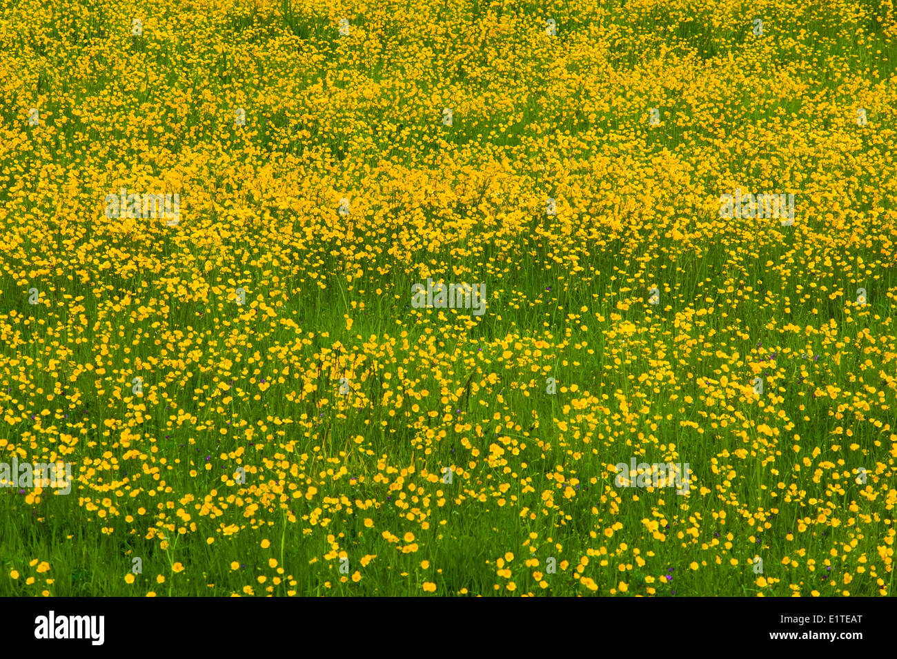 Plant buttercups hi-res stock photography and images - Alamy