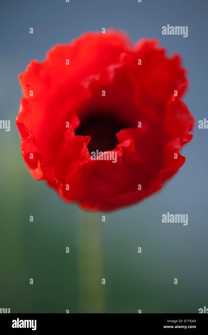 Holland poppy fields fields hi-res stock photography and images - Alamy