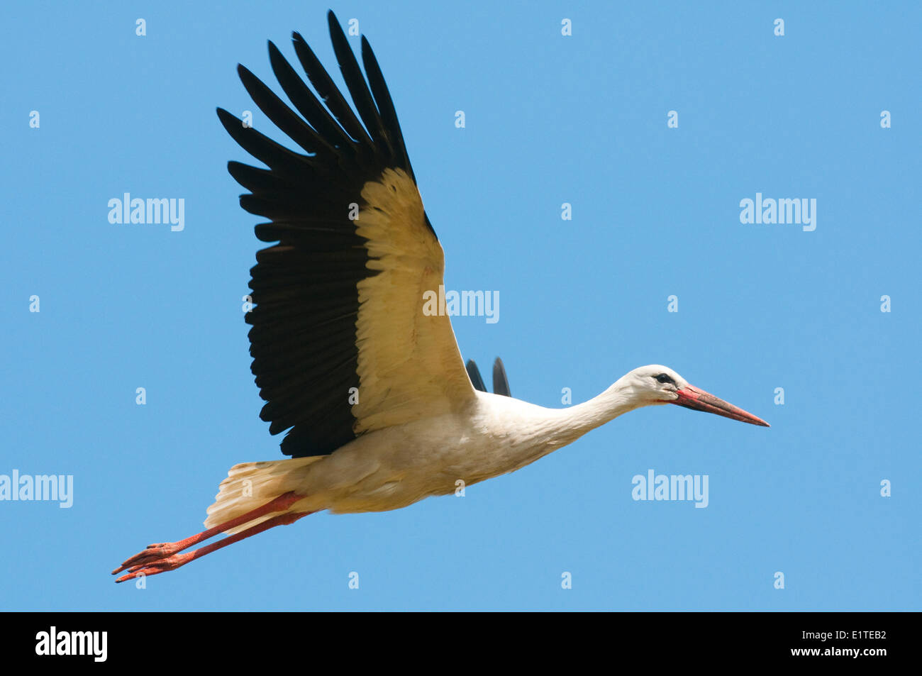 Introduction to flying hi-res stock photography and images - Alamy