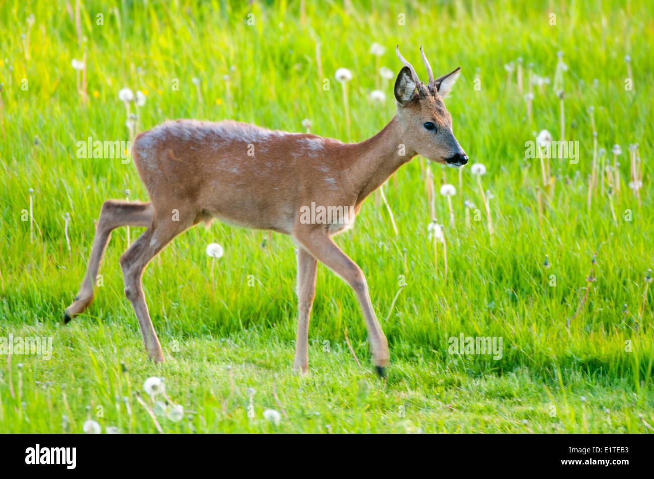 Roe deer spring moult hi-res stock photography and images - Alamy