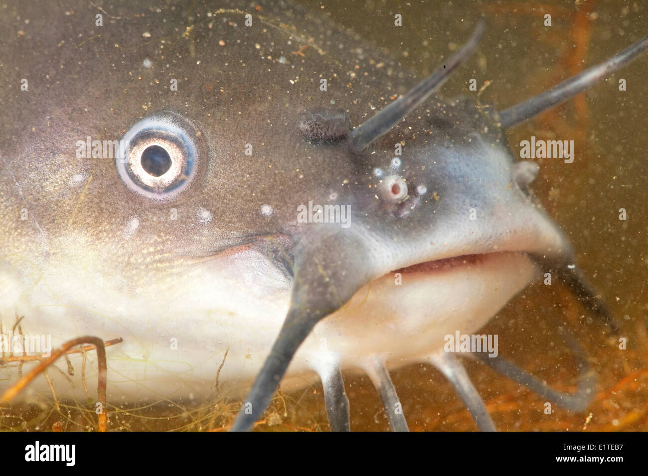 Bullhead catfish hi-res stock photography and images - Alamy