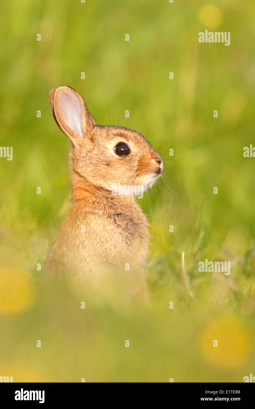 Vertical photo of a young baby rabbit between green grass with yellow ...