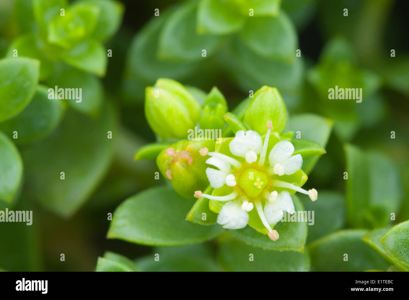 flowering Sea Sandwort Stock Photo - Alamy
