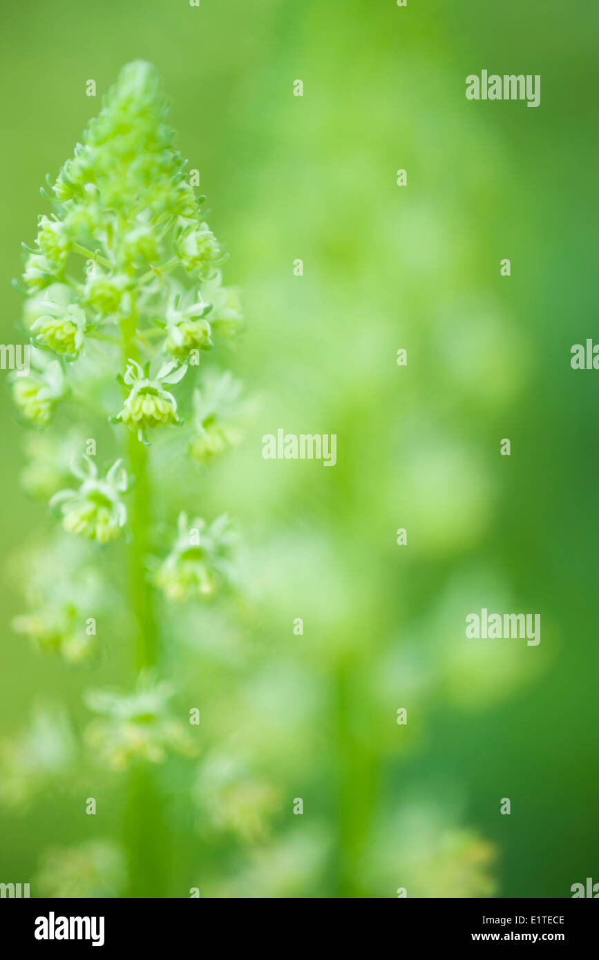 Green mignonette hi-res stock photography and images - Alamy