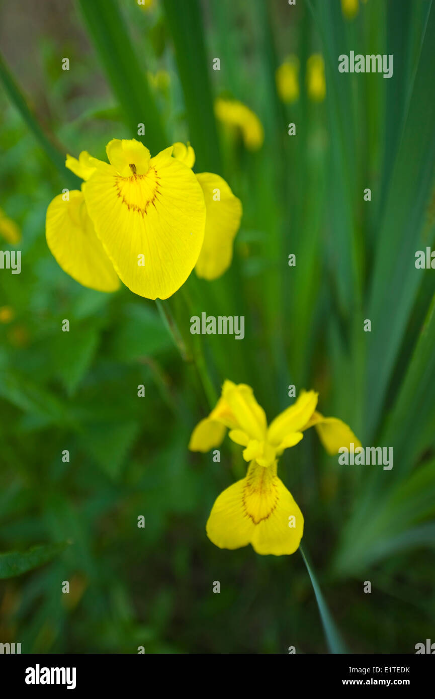 Flag iris plant in swamp hi-res stock photography and images - Alamy