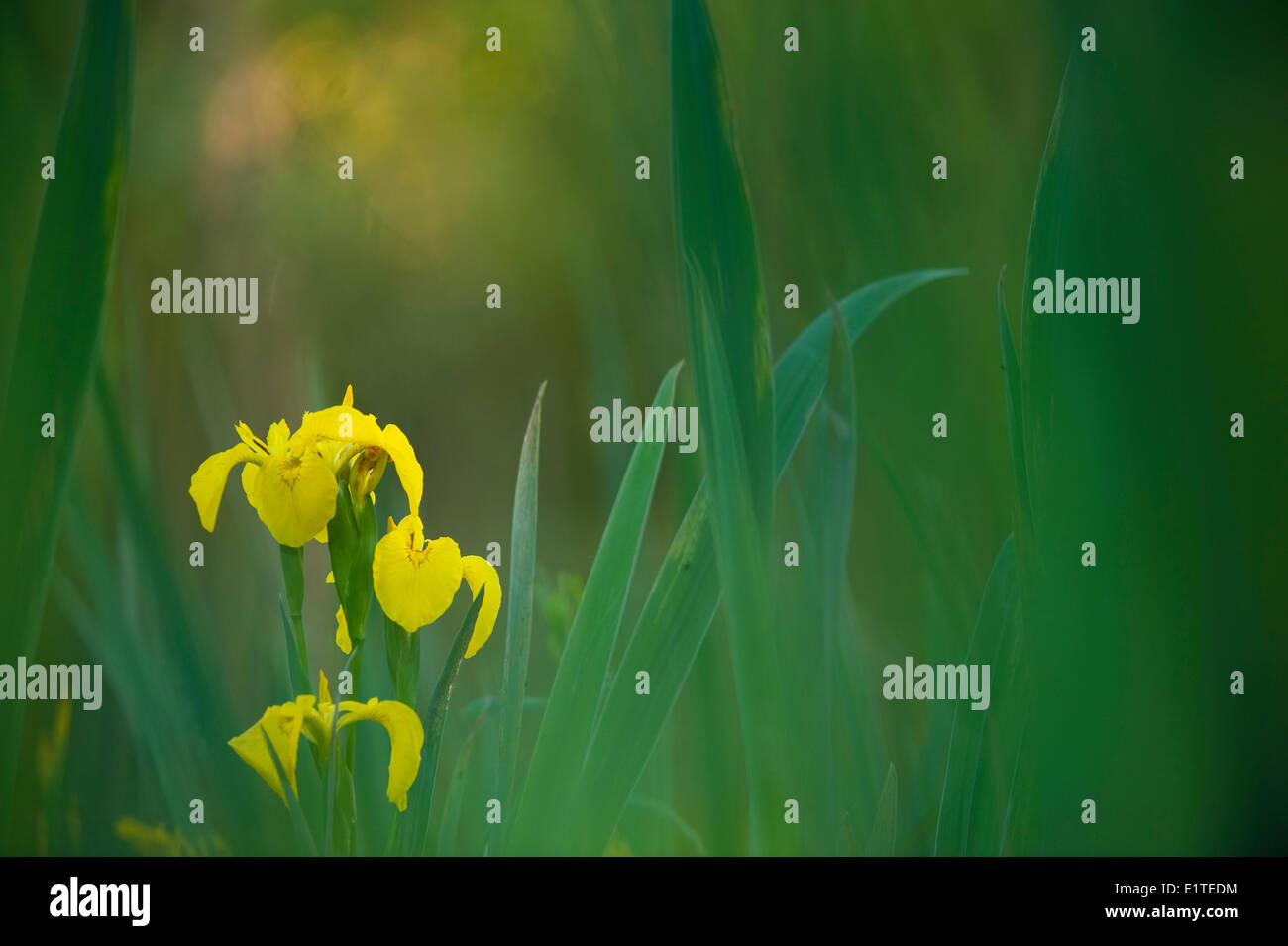 Flag iris plant in swamp hi-res stock photography and images - Alamy