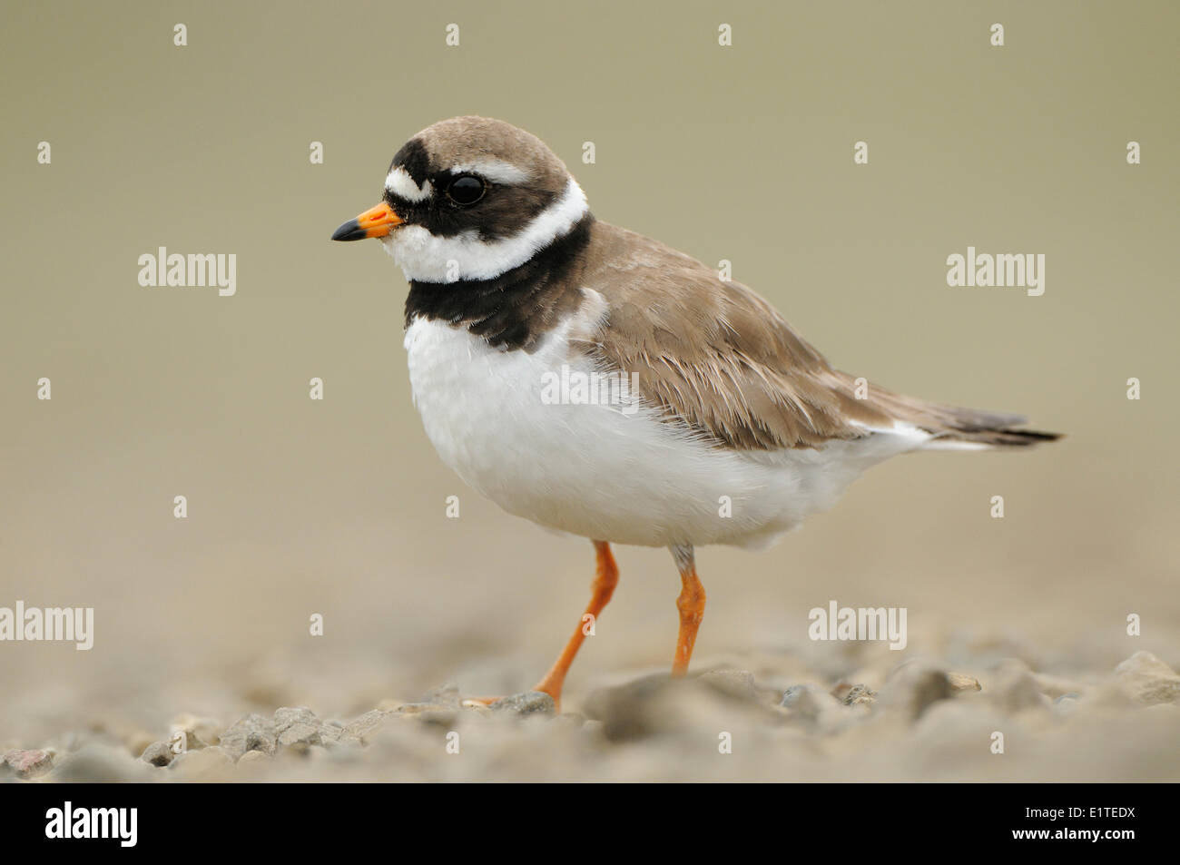 Adult Ringed Plover perched on the road, capture with low point of view ...