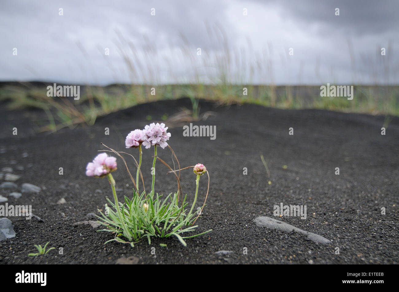 Flowering Thrift on black basalt sand Stock Photo - Alamy
