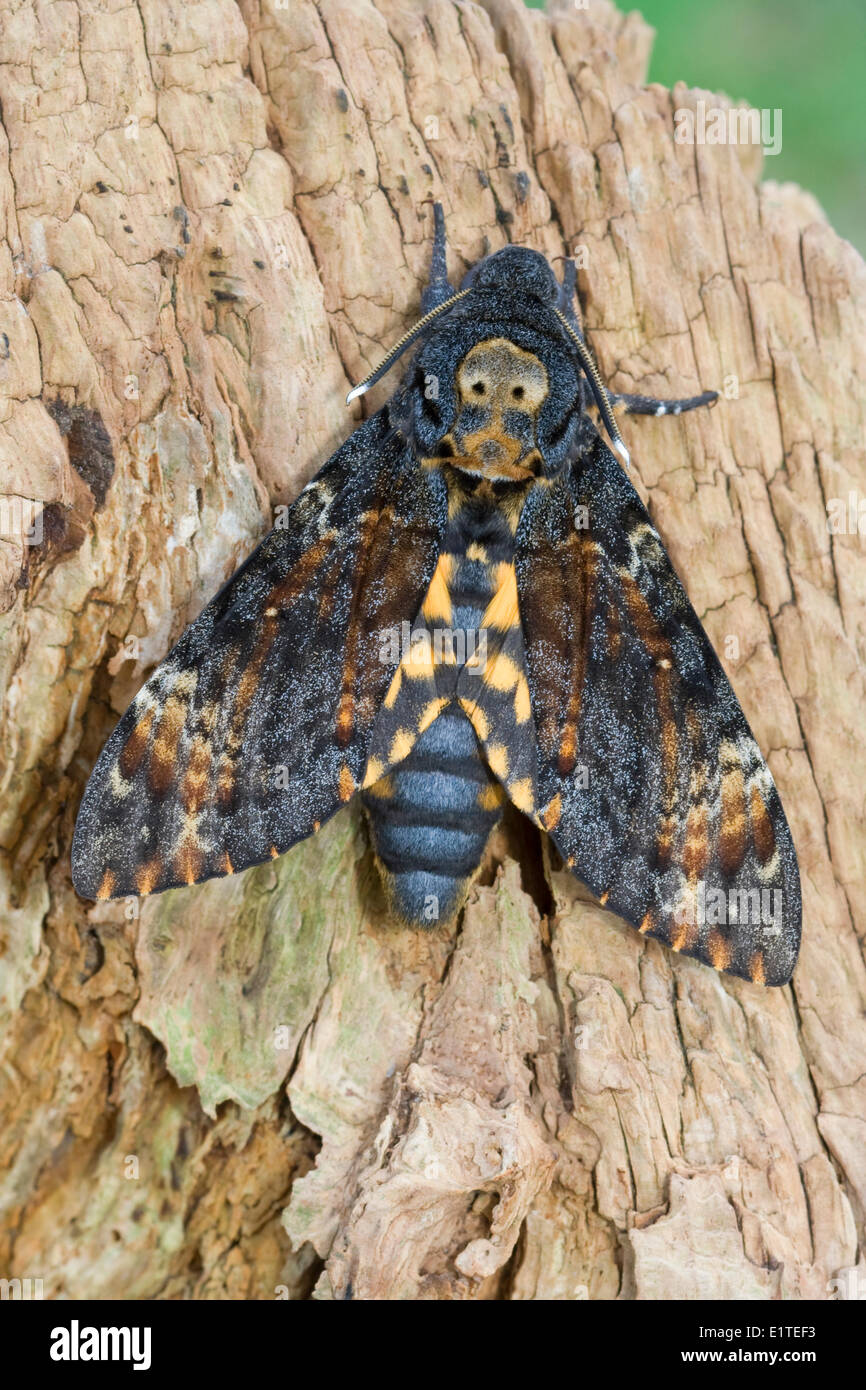 Death's Head Hawk-moth Stock Photo - Alamy