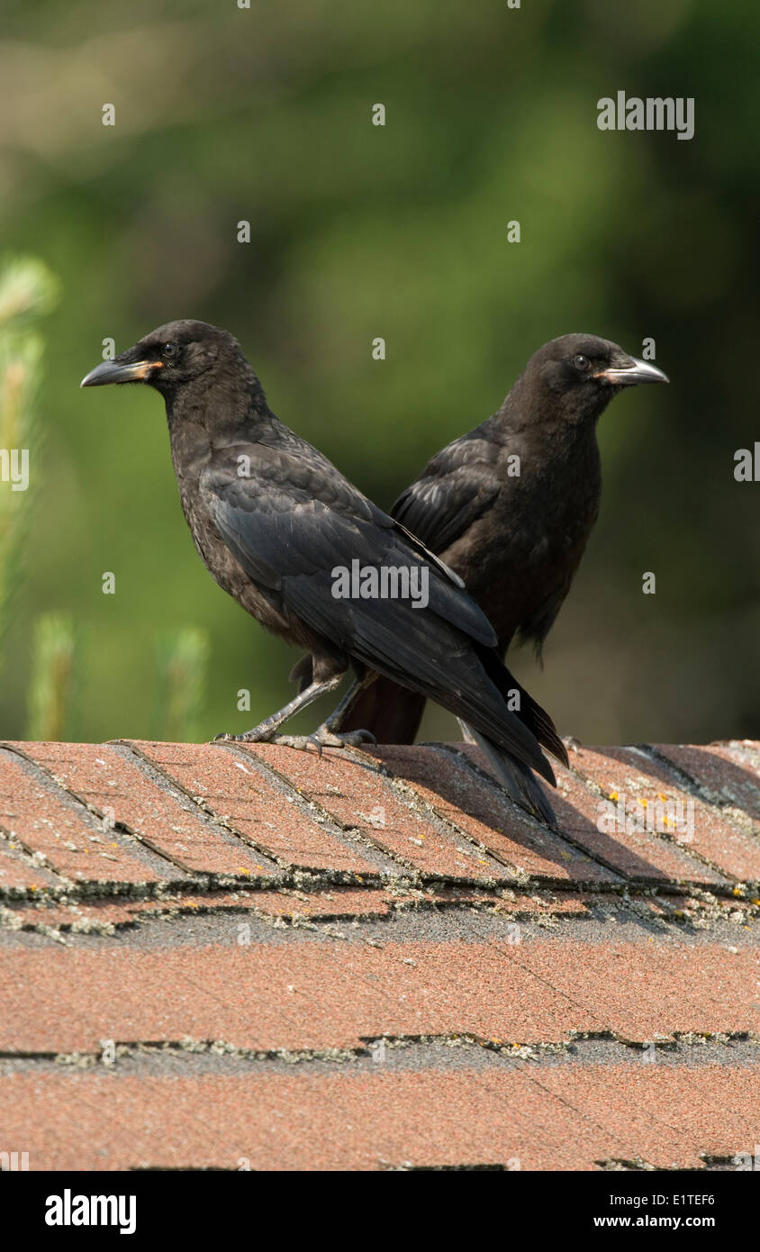 Juvenile crows hi-res stock photography and images - Alamy